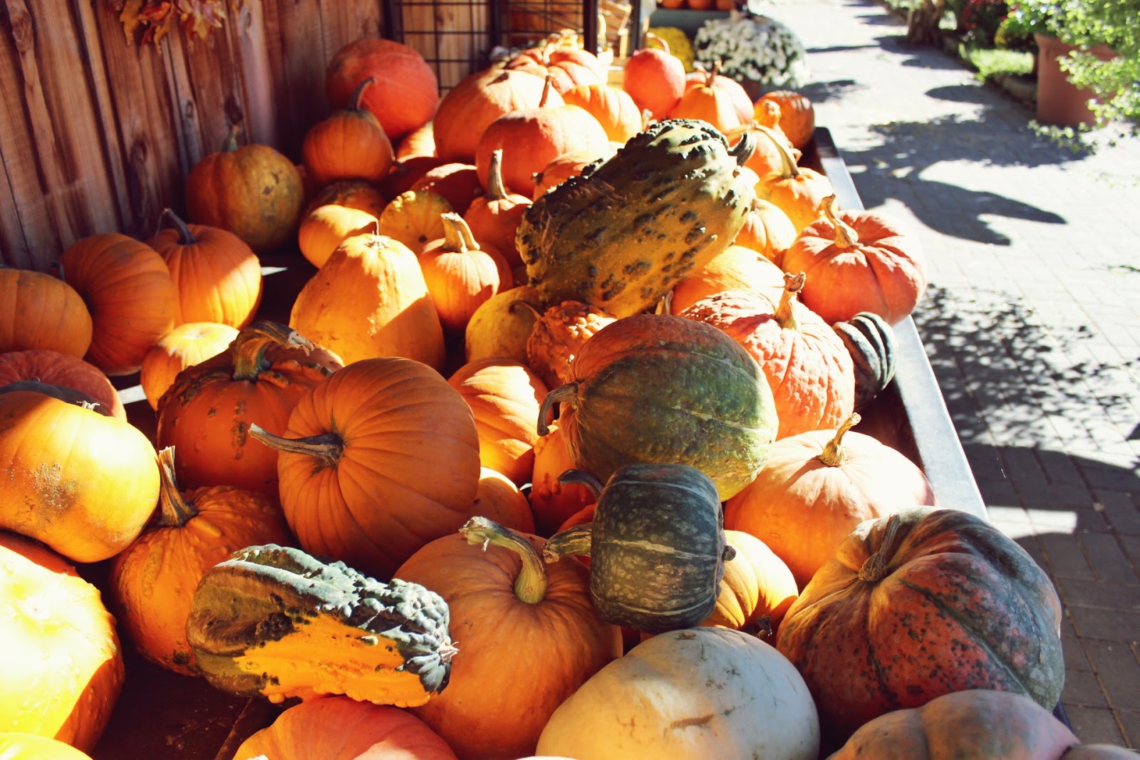 American Sweetheart: Fall in New England 2015