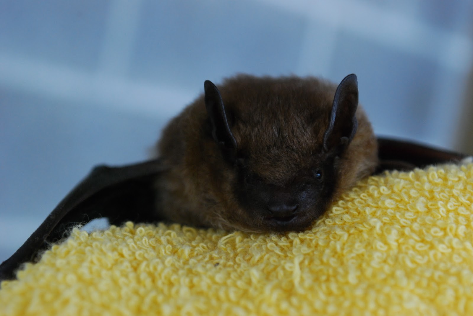 Baby Birder: Harry the Big Brown Bat