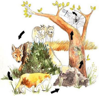 Biodiversity: Top Predators Critical to Ecosystem Health