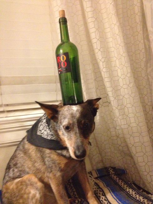 Beautiful World : Adorable Dog Balances All Types of Objects on His Head