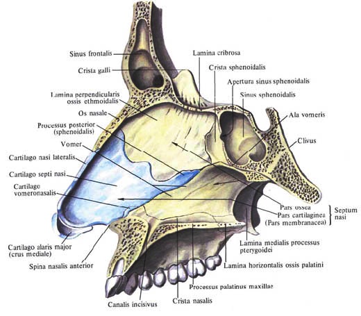 lemon tea and cookies: REFERAT ABSES SEPTUM NASI