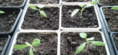 Growing Mullein Plant from Seed - Mullein Health Benefits