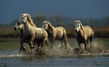 Poze Cai Horses Wallpapers: Poze Cai de rasa horses -6