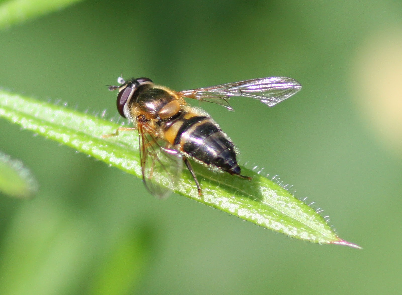 Non-stop Birding X: Hoverflies