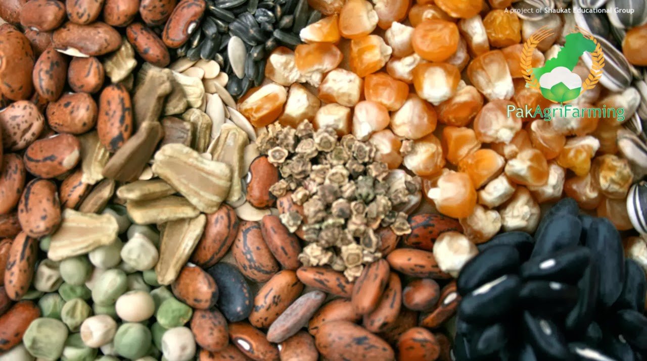 Introduction to Hybrid Seeds