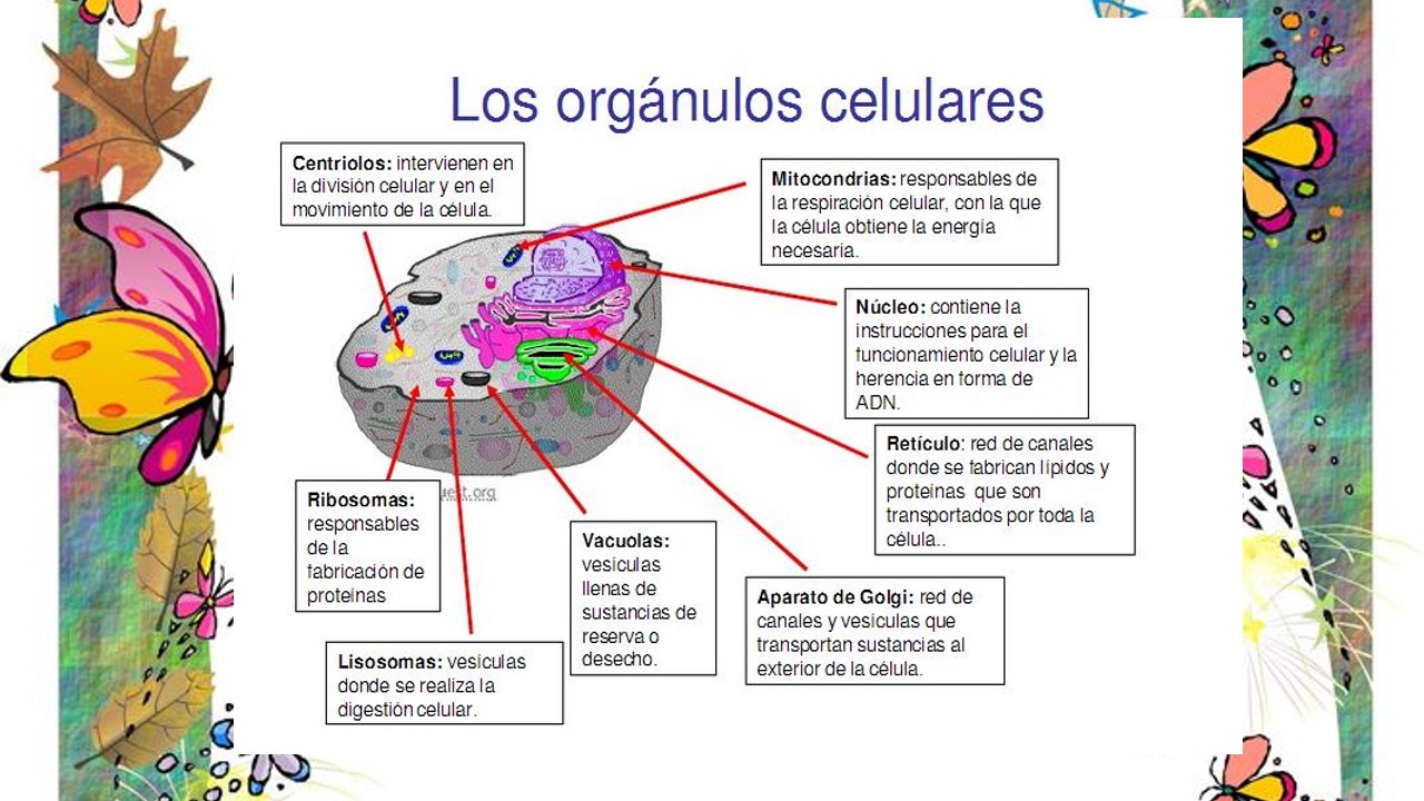 Organelos De La Celula