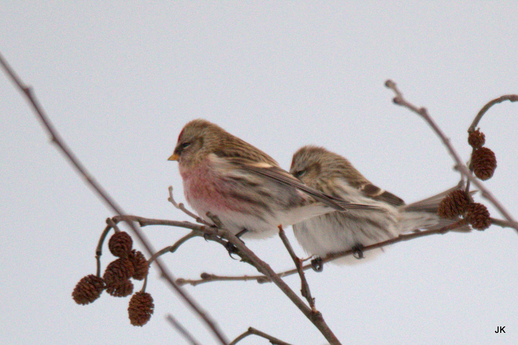 Jussin matkassa: Syksyn lintuja