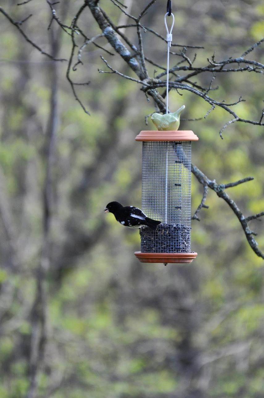 the garden-roof coop: Rose-breasted Grosbeak