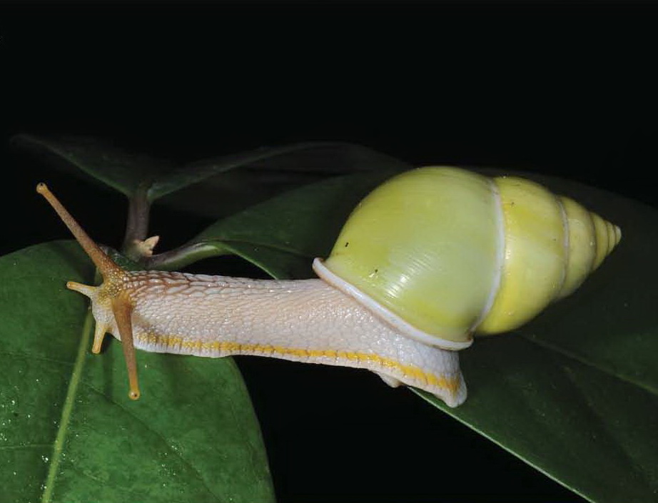 Species New to Science: [Invertebrate • 2011] Amphidromus atricallosus ...