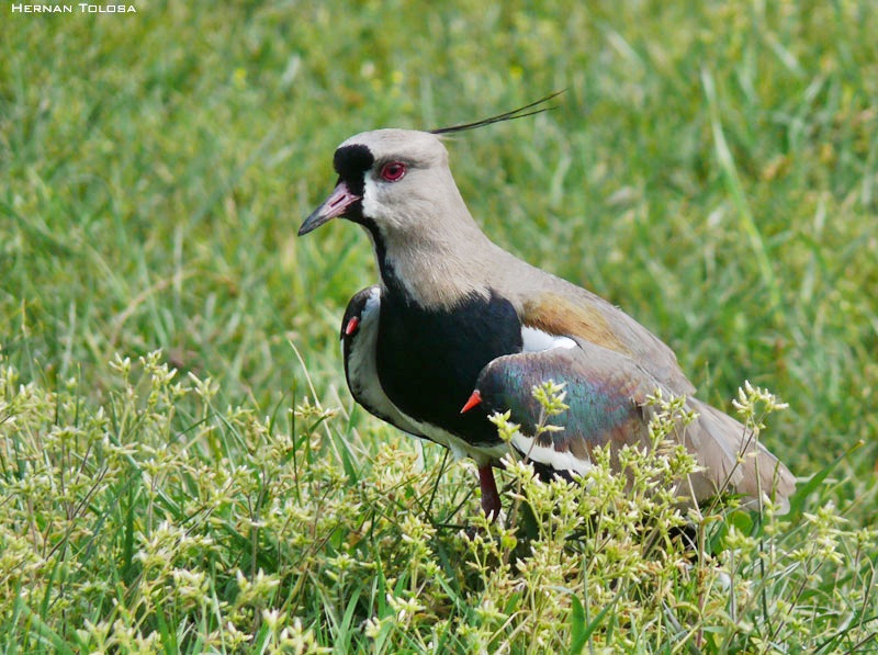 Aves de Argentina: Tero común (Vanellus chilensis)