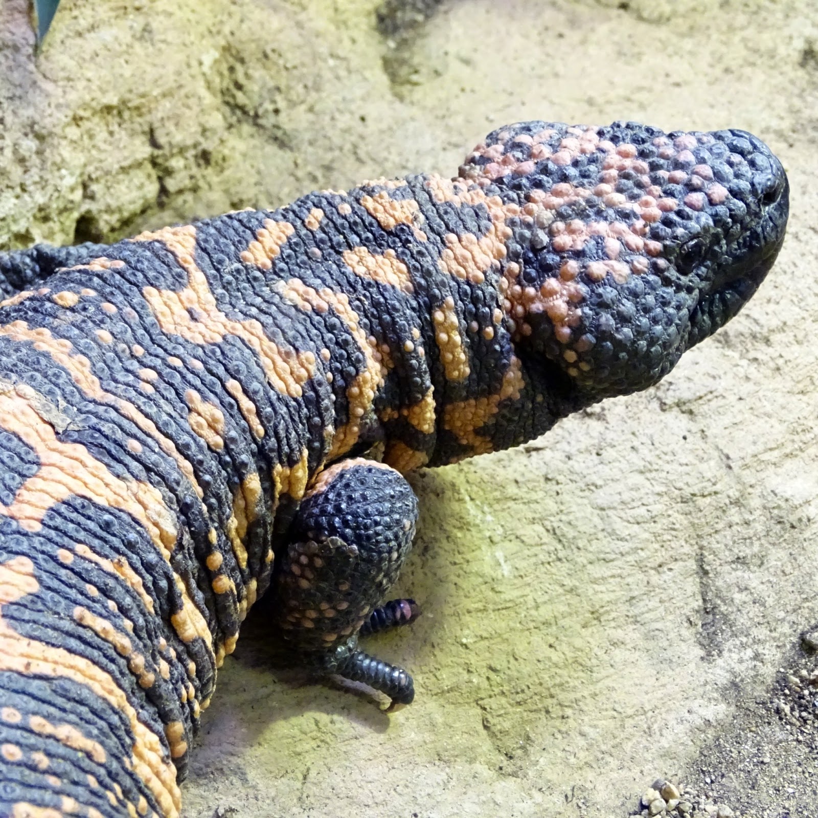 VARANOIDEA: VARANOS Y HELODERMAS