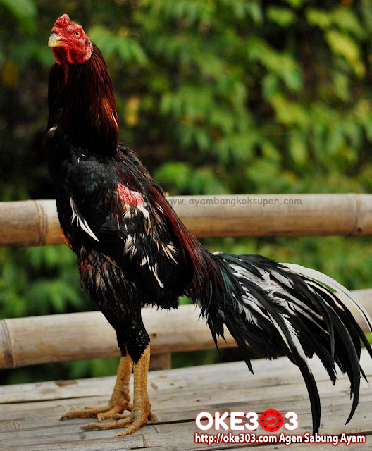 www.Oke303.com Agen Sabung Ayam.: Jenis-Jenis Ayam laga Paling Populer ...