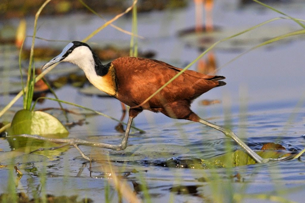 All Animals: African Jacana,Profile,Latest News,Photos