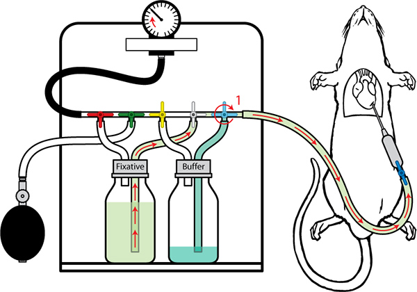 Voltage Gate: At the heart of the matter: an introduction to ...