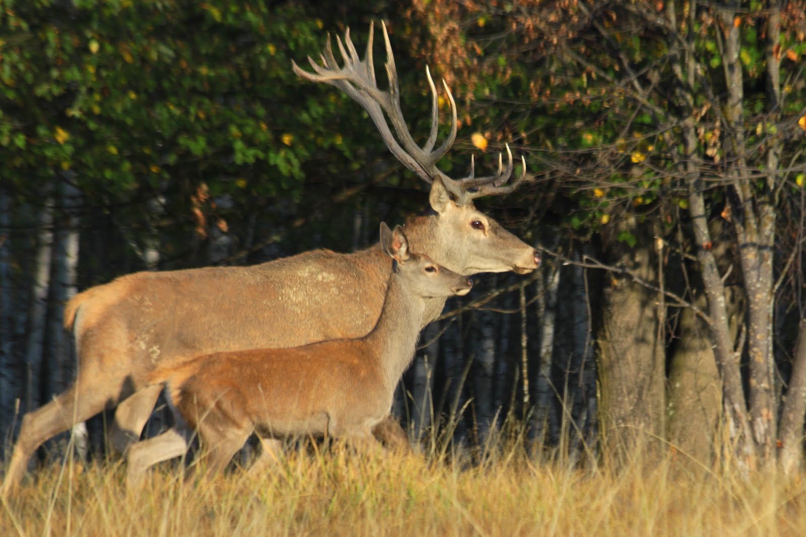 béel photo: Szarvasbőgés