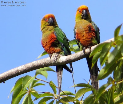 Aves e Árvores: Jandaias do Jardim Botânico do Rio