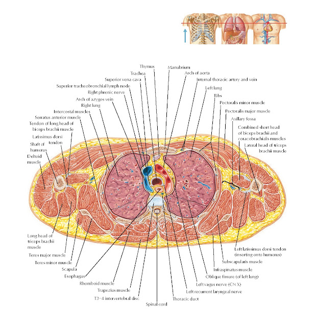 Cross Section of Thorax at T3-4 Disc Level Anatomy - pediagenosis