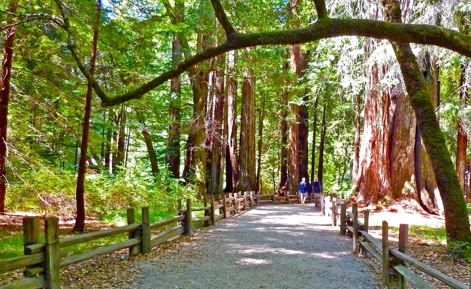 Adventures From A Wheelchair: Big Basin Redwoods State Park
