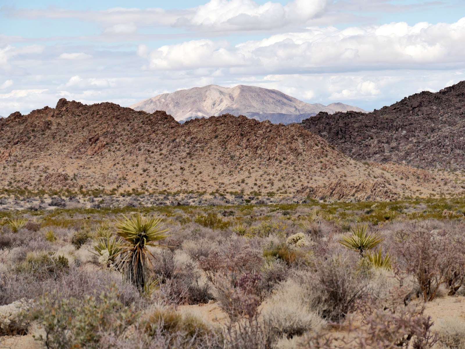 American Travel Journal: Pinto Basin Road - Joshua Tree National Park