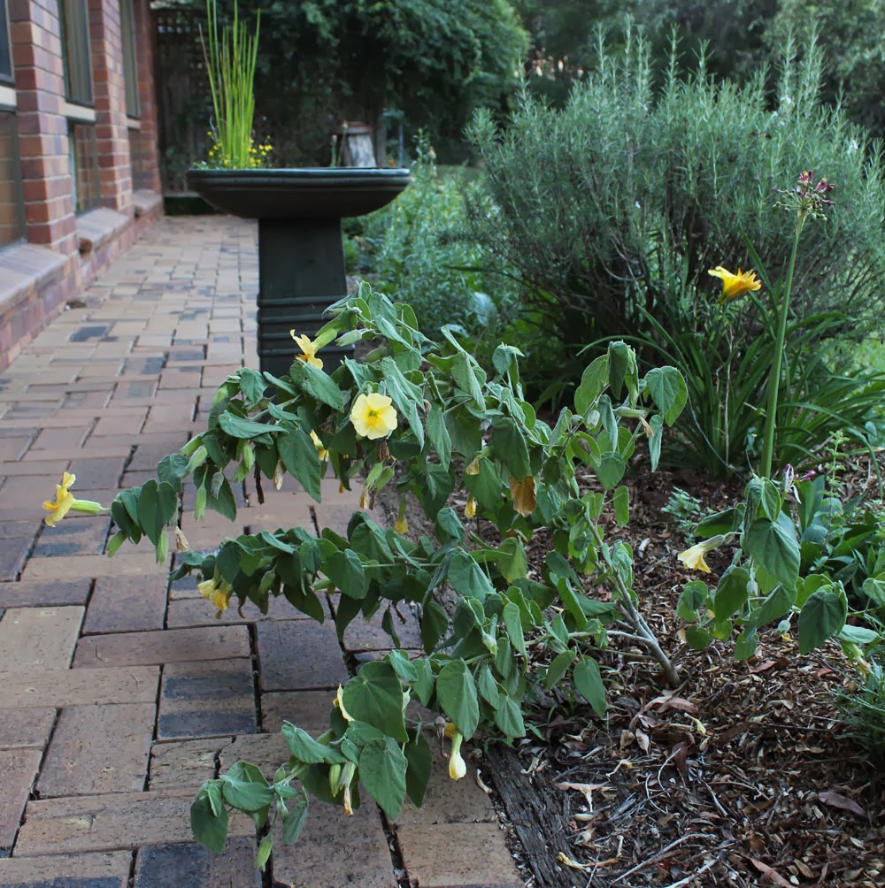 Toowoomba Plants: Yellow Trumpet Mallow