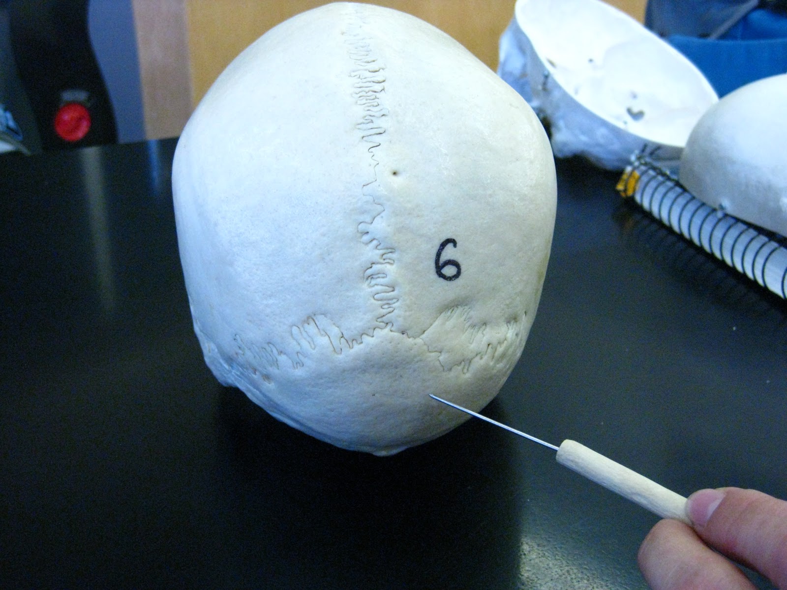 Boned: Human Skull - occipital bone (calvarial bone # 6)