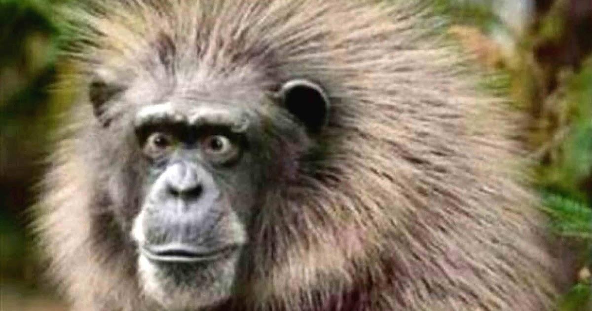 Wiki World: Mad Chimpanzee - a hoot!