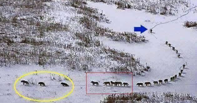 COMPORTEMENT DU LOUP EN DÉPLACEMENT