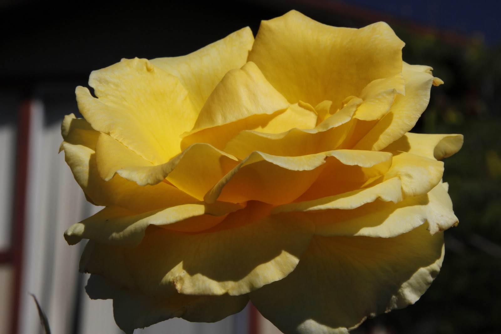 Desert Garden: Yellow Roses~Mellow Yellow Monday~October 17, 2011
