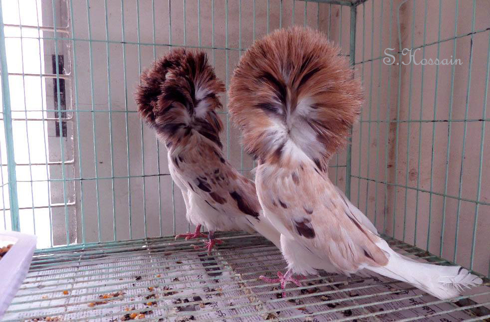 Fancy Pigeon : Jacobin