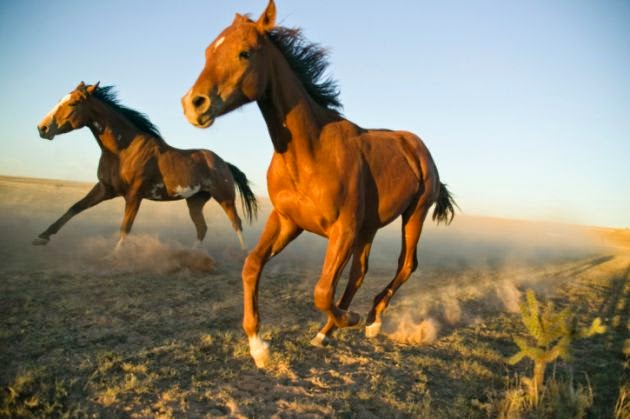 Más que curiosidades: 8 datos curiosos sobre los caballos