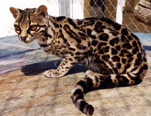 MARGAY photos - wallpapers | the fun bank