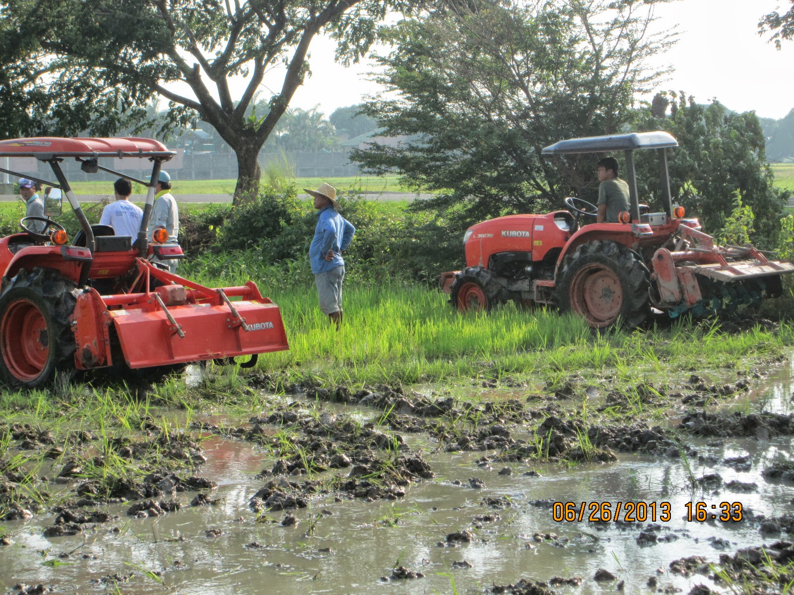 Rice Field Cultivation