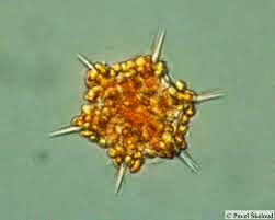 MICROALGAS-USOS Y APLICACIONES DE LA BIOMASA MICROALGAL EN EL MEDIO ...