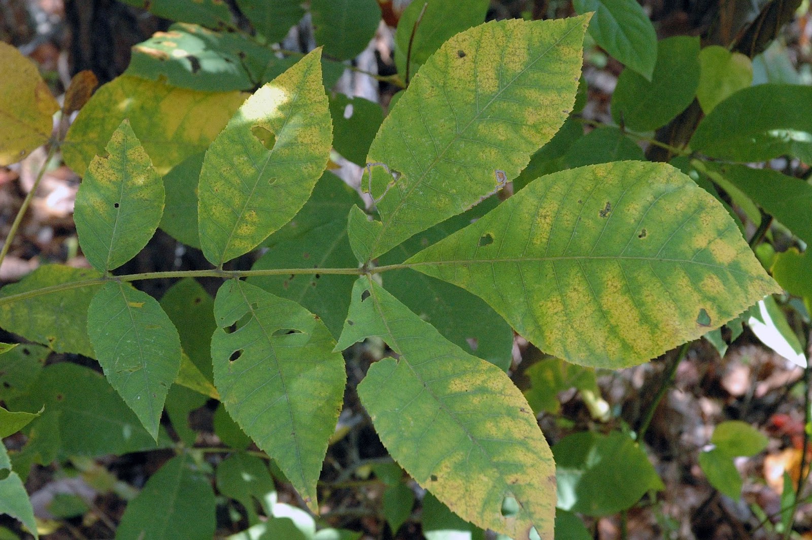 Field Biology in Southeastern Ohio: Hickories of Ohio
