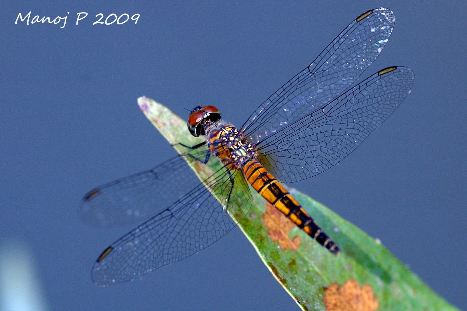 Dragonflies of India