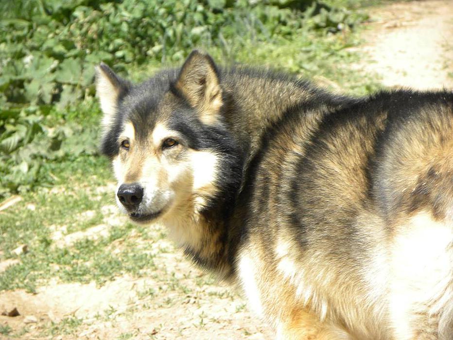 Into the Wild at Wolfrun CIS 112-008: Abuse From the Eyes of a Wolf Hybrid