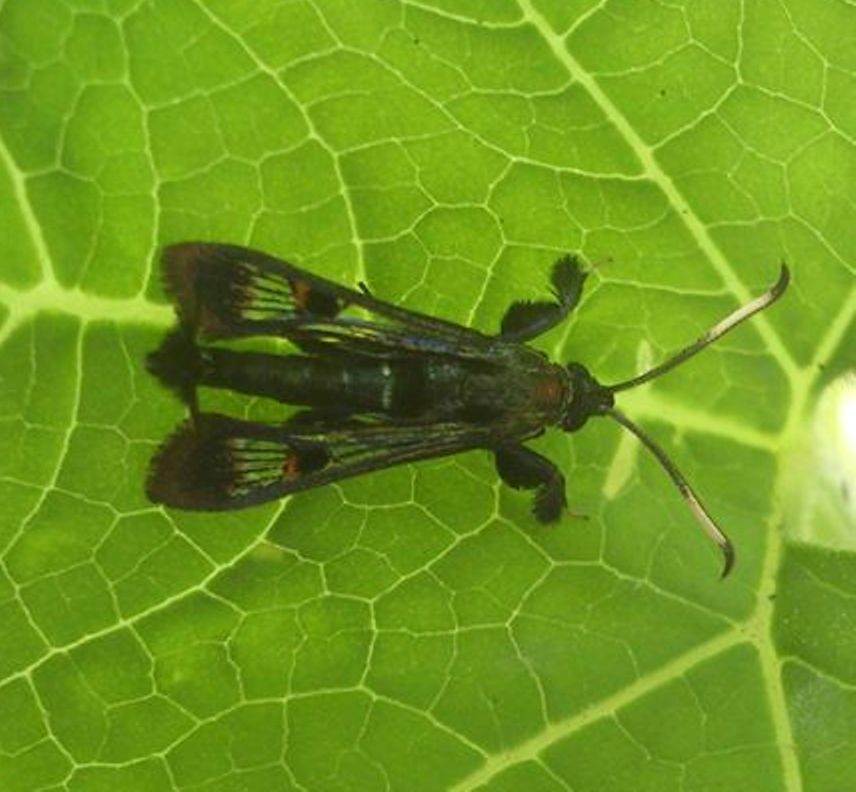Skunk Tracks: Cool Moth Spotted in Ohio