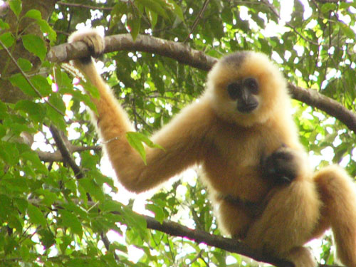 Gibbon
