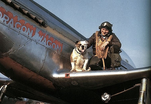 World War II in Pictures: Dogs of World War II