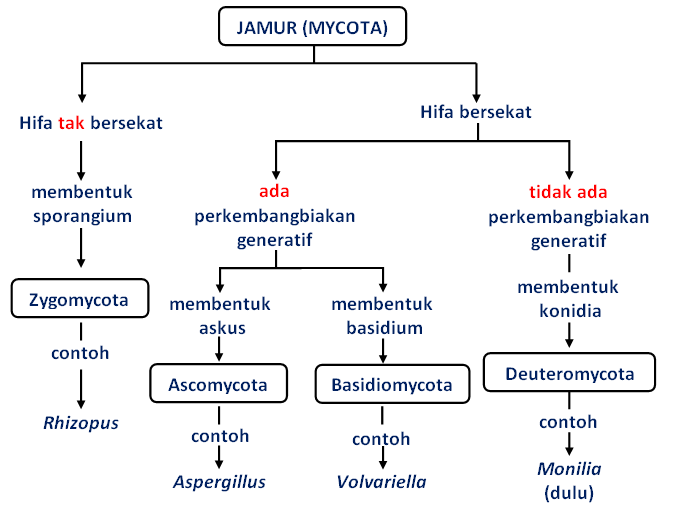 WARTA BIOLOGI: Kingdom Fungi