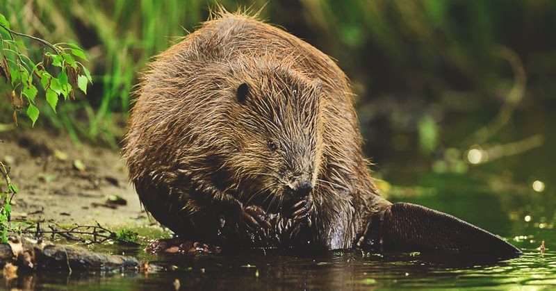 El Castor ~ Los Animales