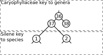 Flora of North America Key Structure: Key Structure