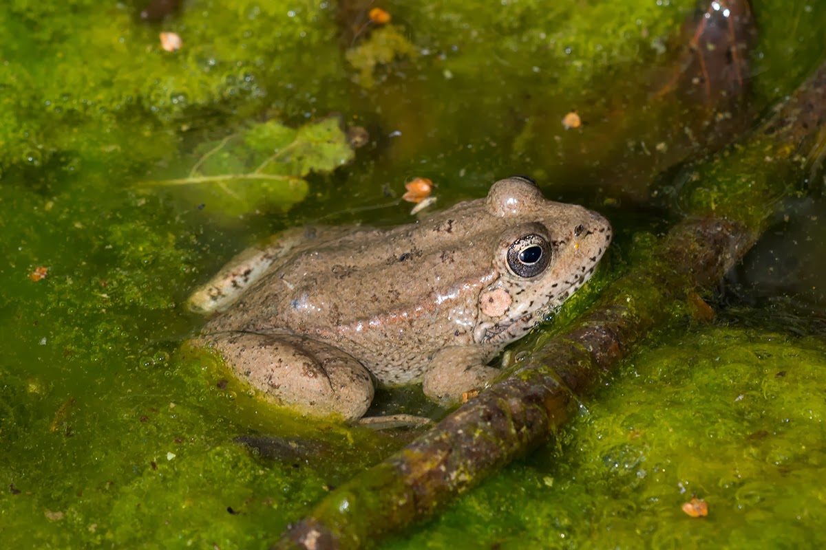 Yorkshire Field Herping and Wildlife Photography: Cyprus 2014 Lizards ...
