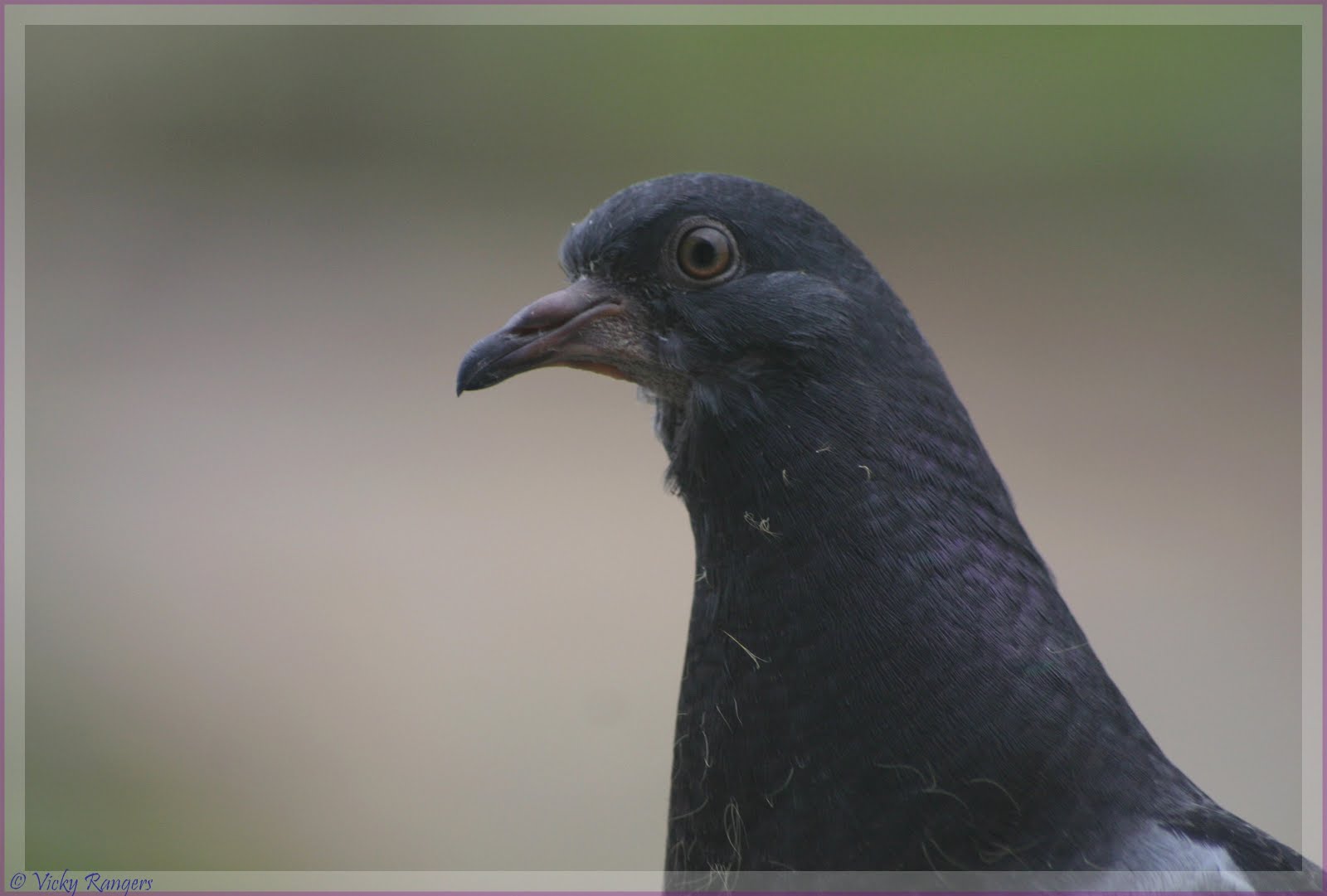 La faune et la flore du Québec en photos: Pigeon biset, Columba livia