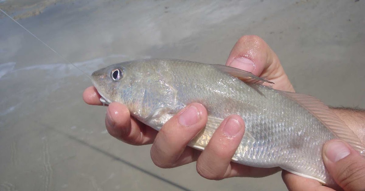 Betara, conheça o peixe do mês