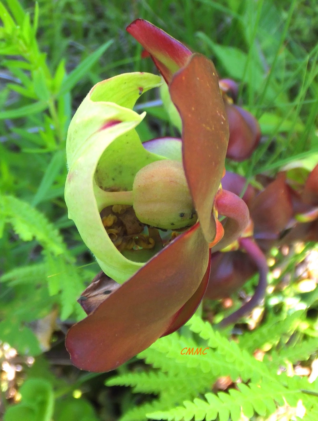 Plants Amaze Me: Michgan Fens, Michigan Wild Orchids