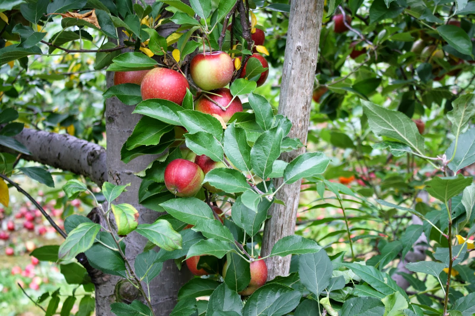 The Bitchin' Kitchin': Demarest Farms - Apple Picking 2013