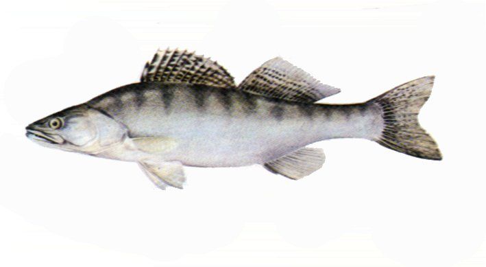 Sve ribe sveta: Smudj