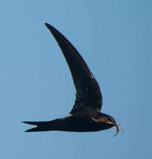 Pacific swift | Birds of India | Bird World
