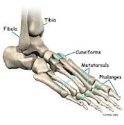 Technical Tuesday Metacarpals and Metatarsals